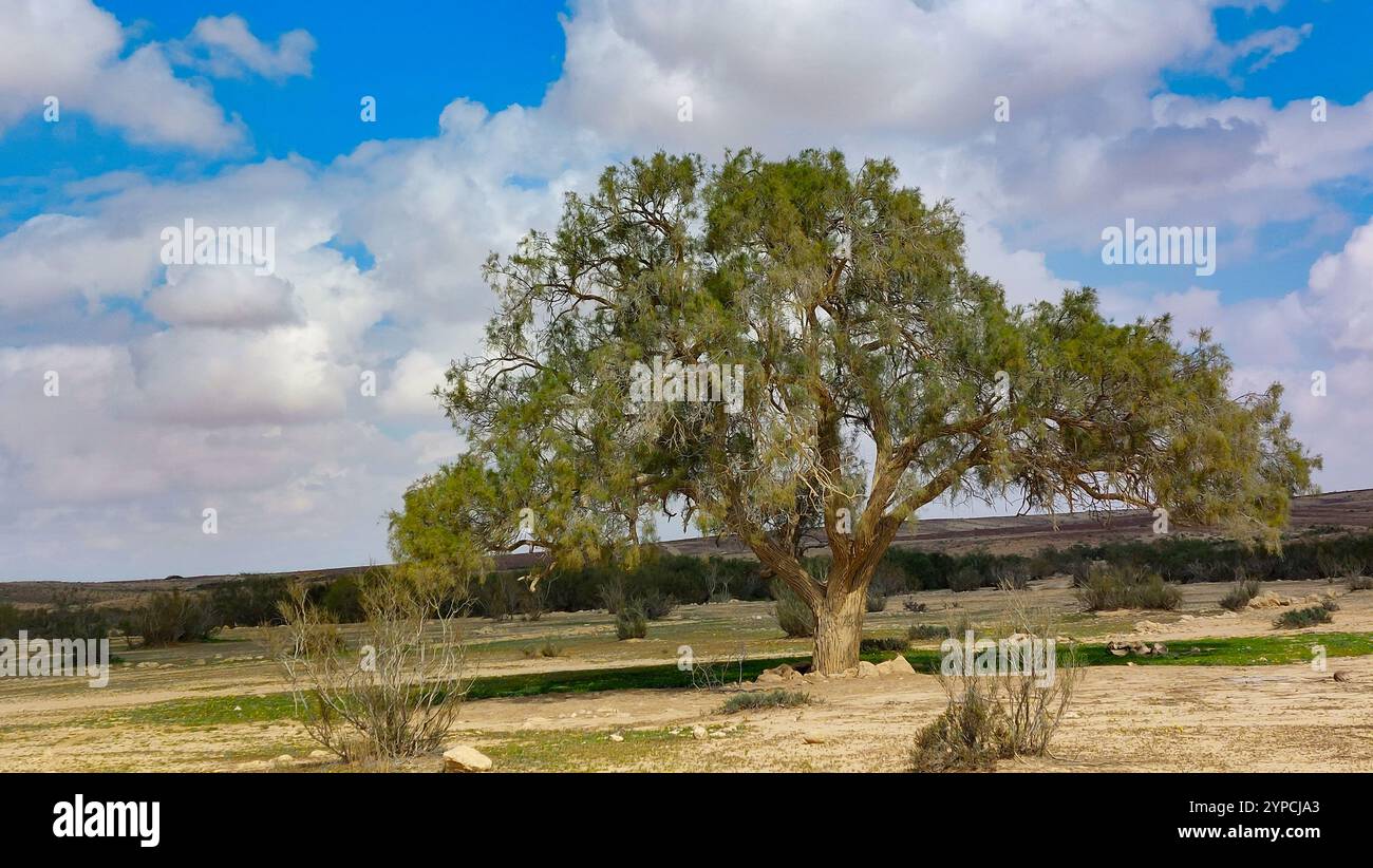 Tamarisk trees hi-res stock photography and images - Alamy