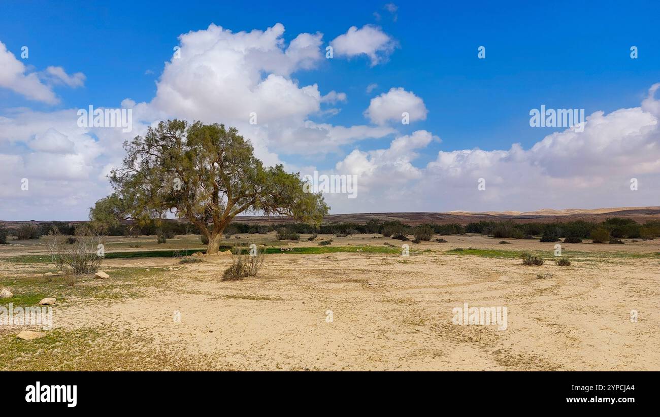 Tamarisk(tamarix) hi-res stock photography and images - Alamy