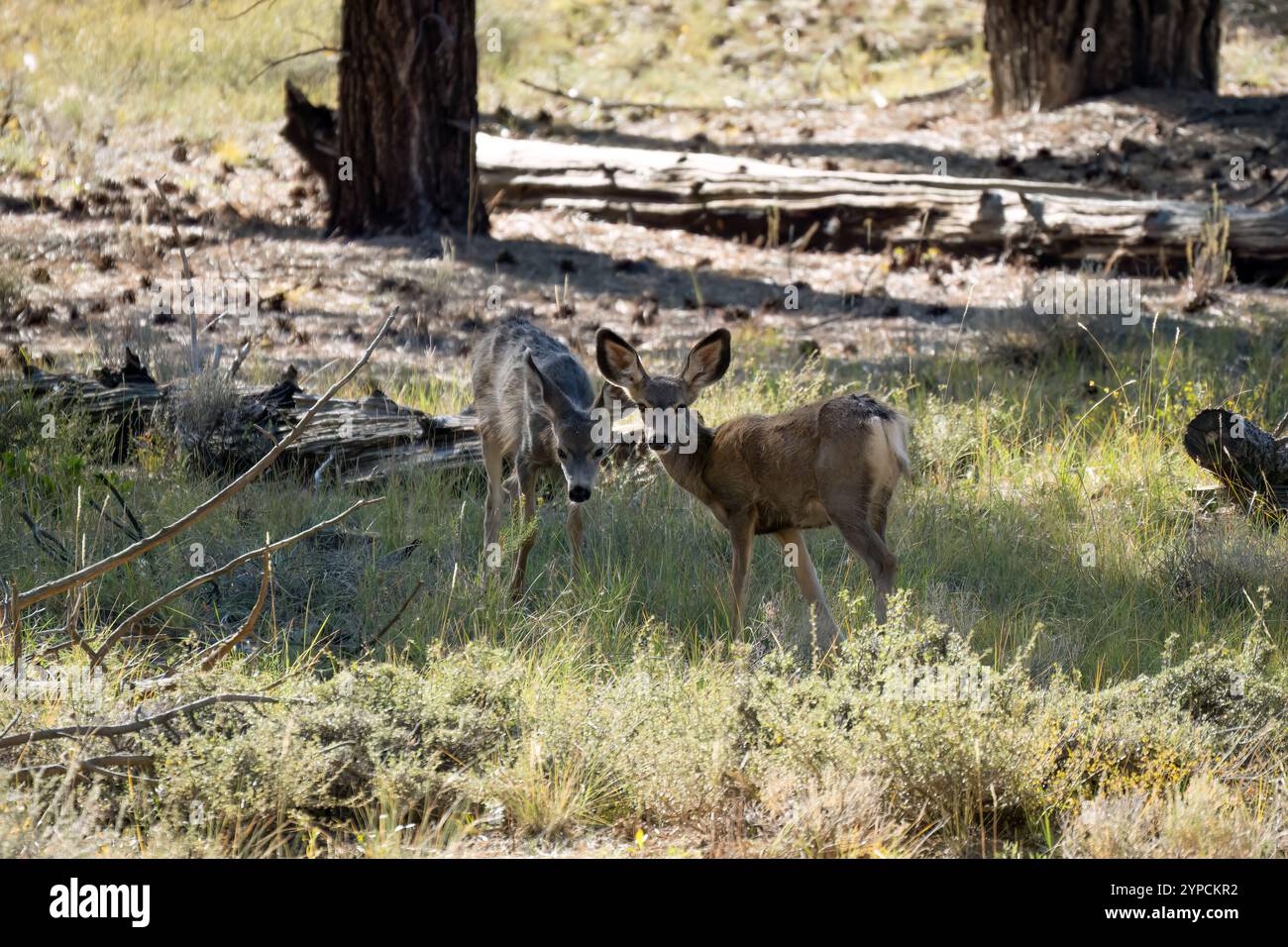 wild north American mule deer (Odocoileus hemionus) in a national park ...
