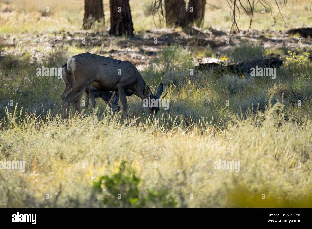 Beautiful herd mule deer hi-res stock photography and images - Alamy