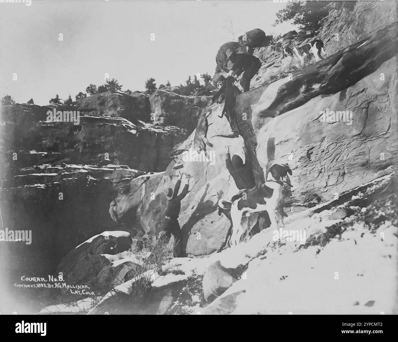 Hunters passing cougars down from a rock formation. Archive Photograph ...