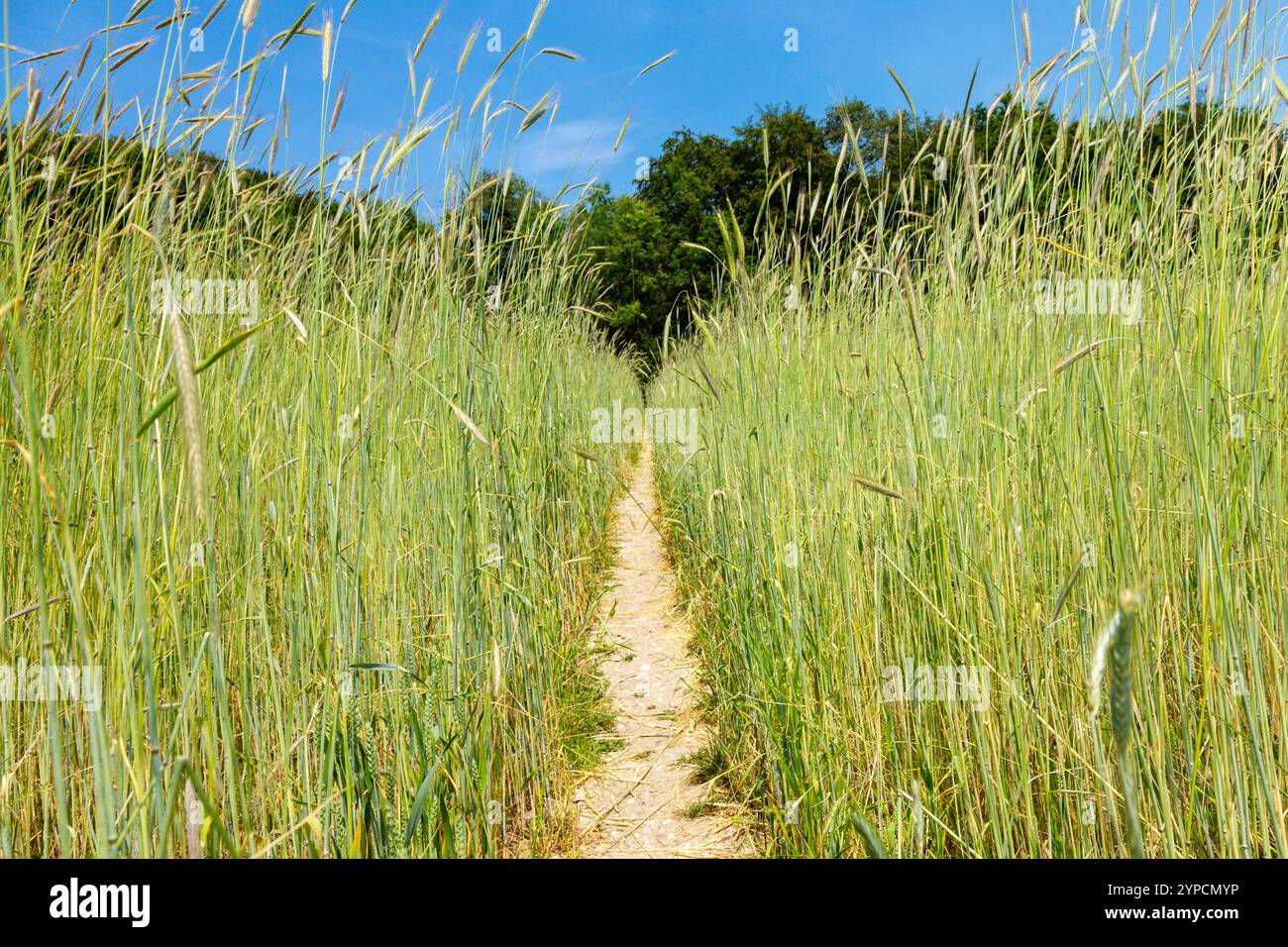 Hiking path through a rye field near Wendover, Chiterns ...