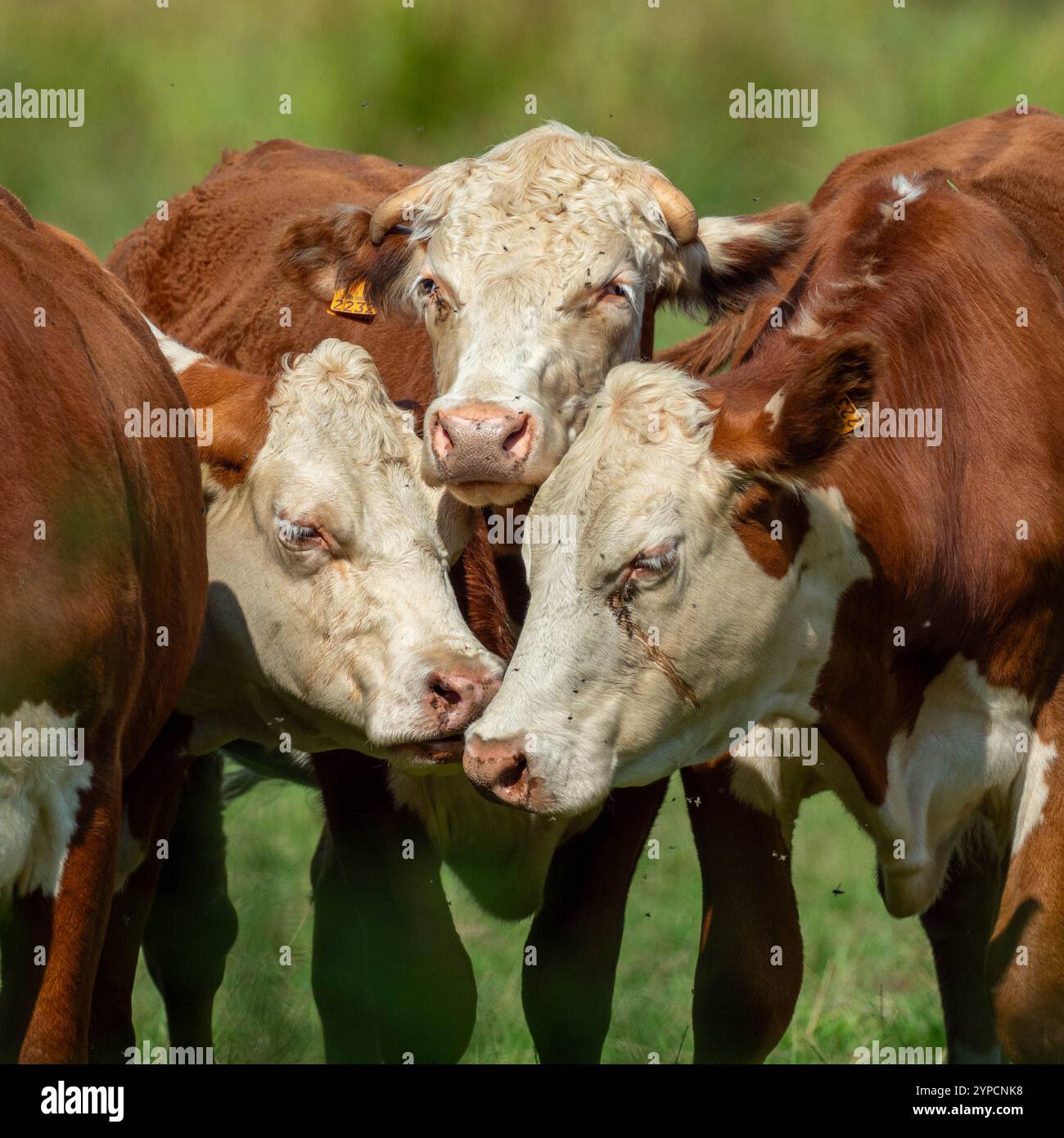 three cows cuddling together on a meadow Stock Photo - Alamy