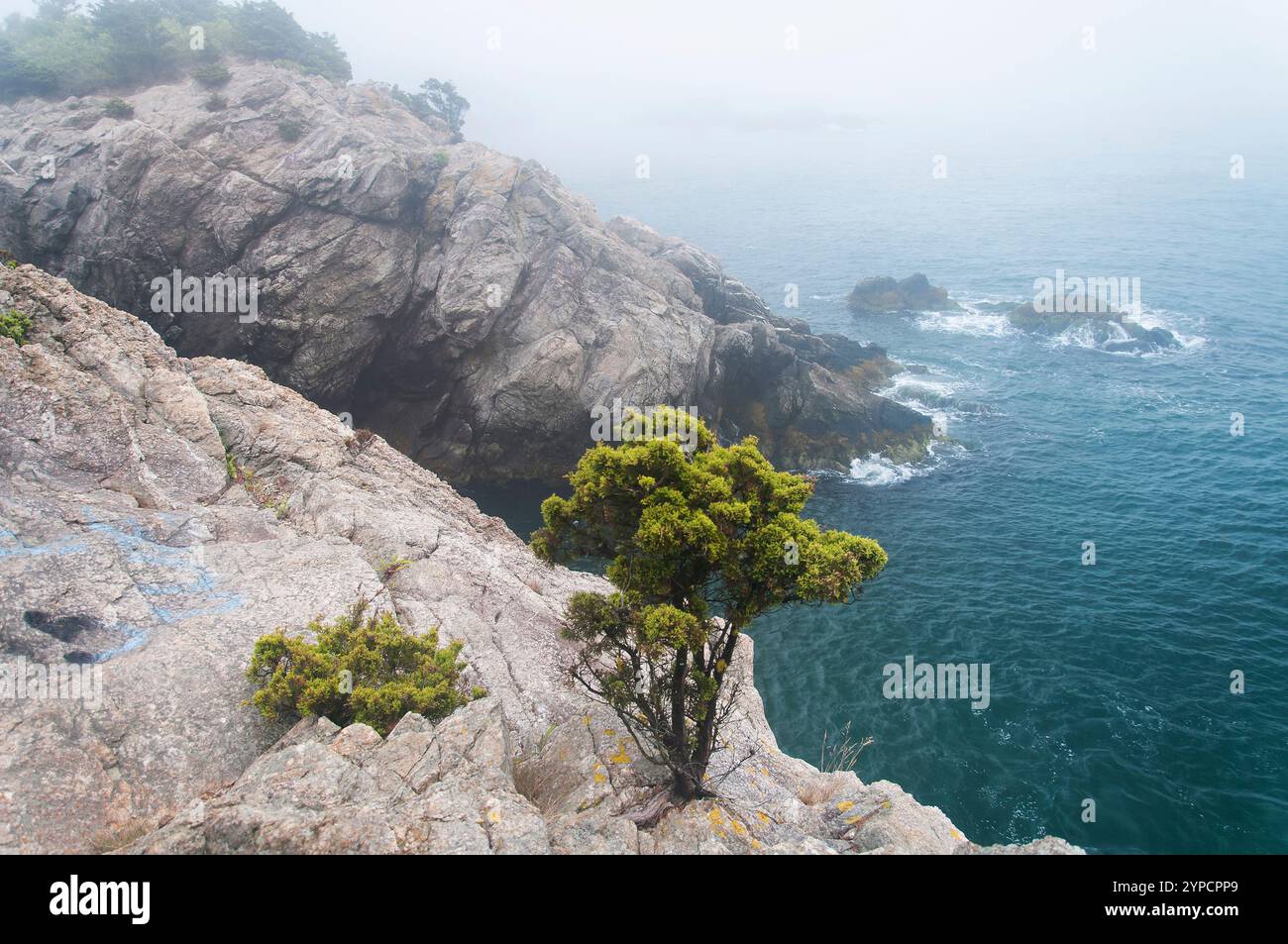 the foggy coast at Fort Wetherill State Park in Jamestown Rhode Island ...