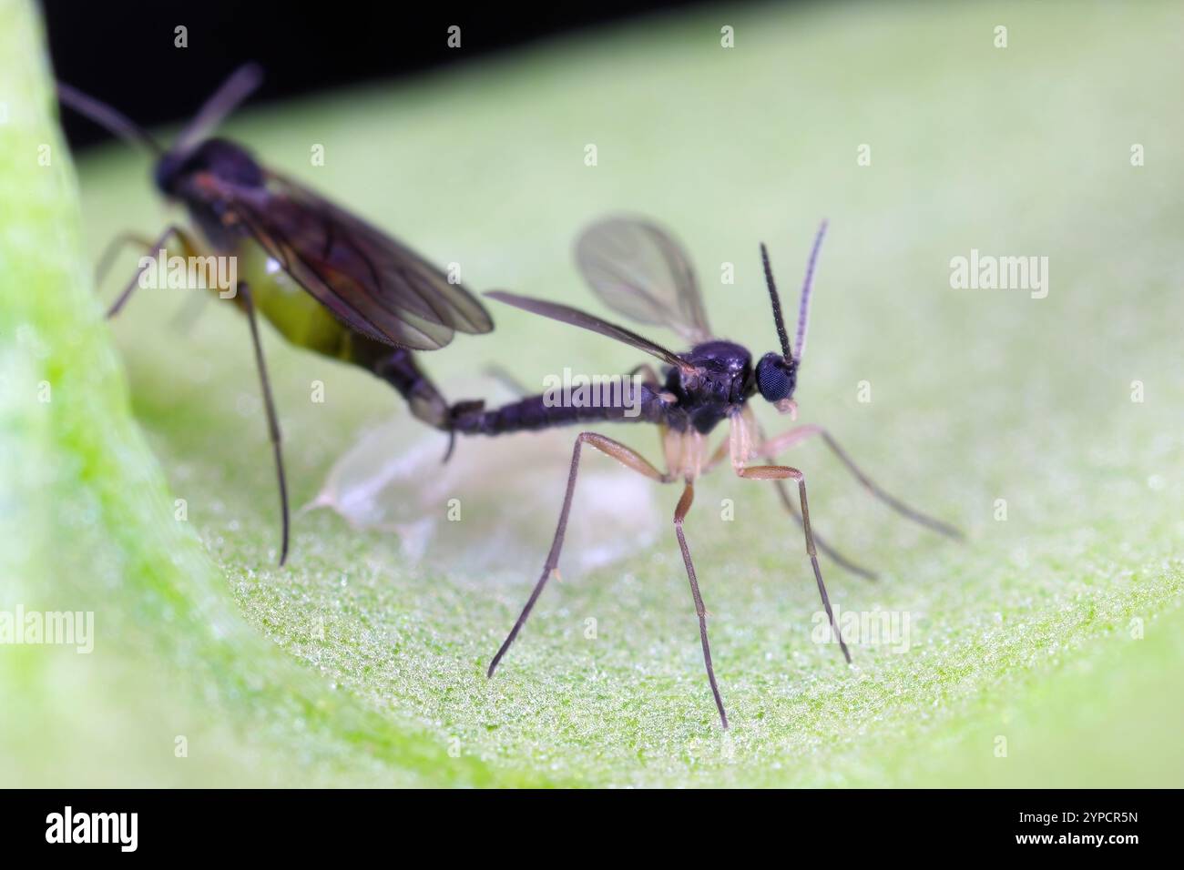 Dark-winged fungus gnat flies, Sciaridae Stock Photo - Alamy