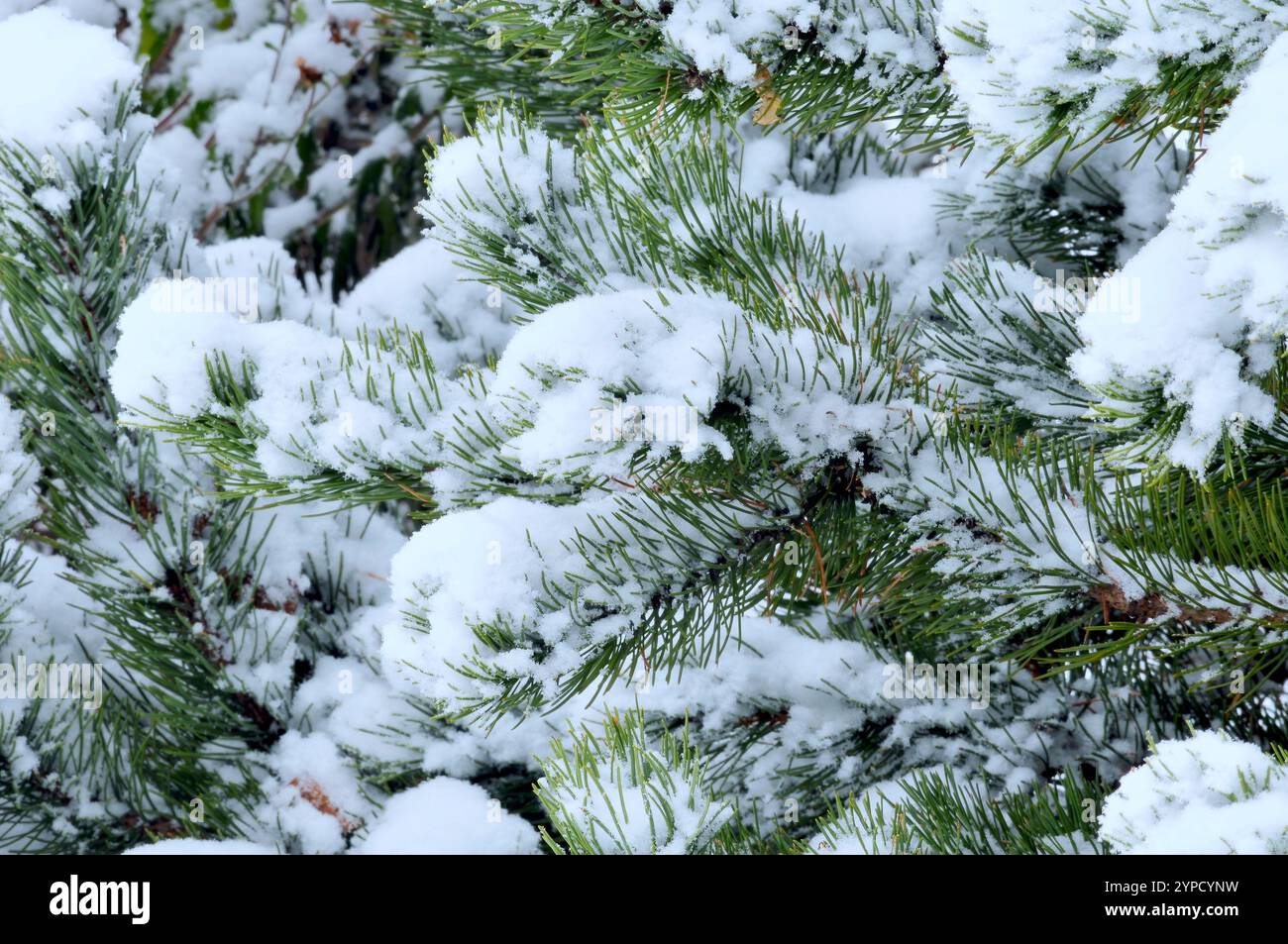 Pine branches covered snow in hi-res stock photography and images - Alamy