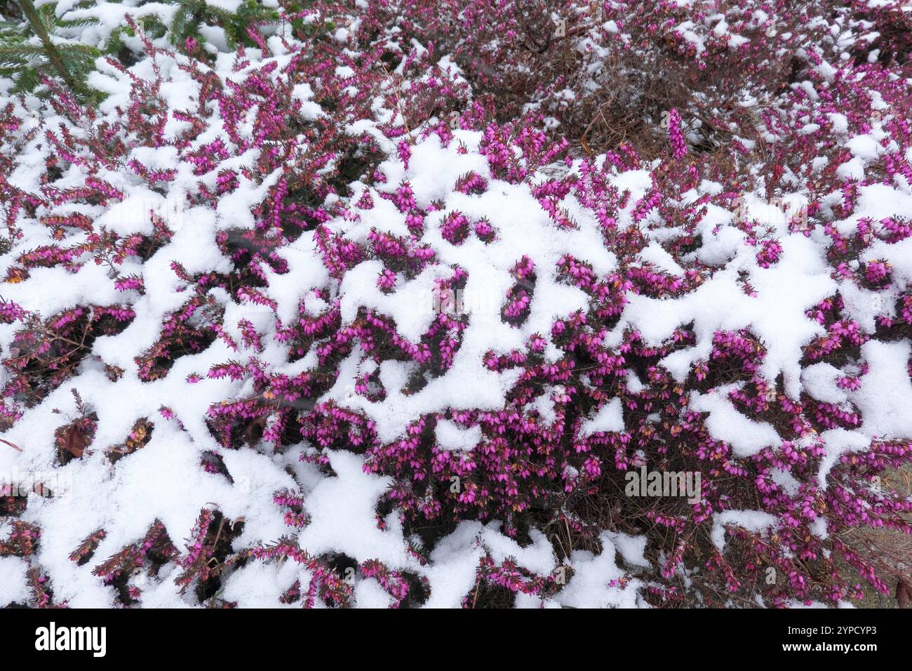 Winter Heather (Erica carnea) with bright purple flowers covered in ...