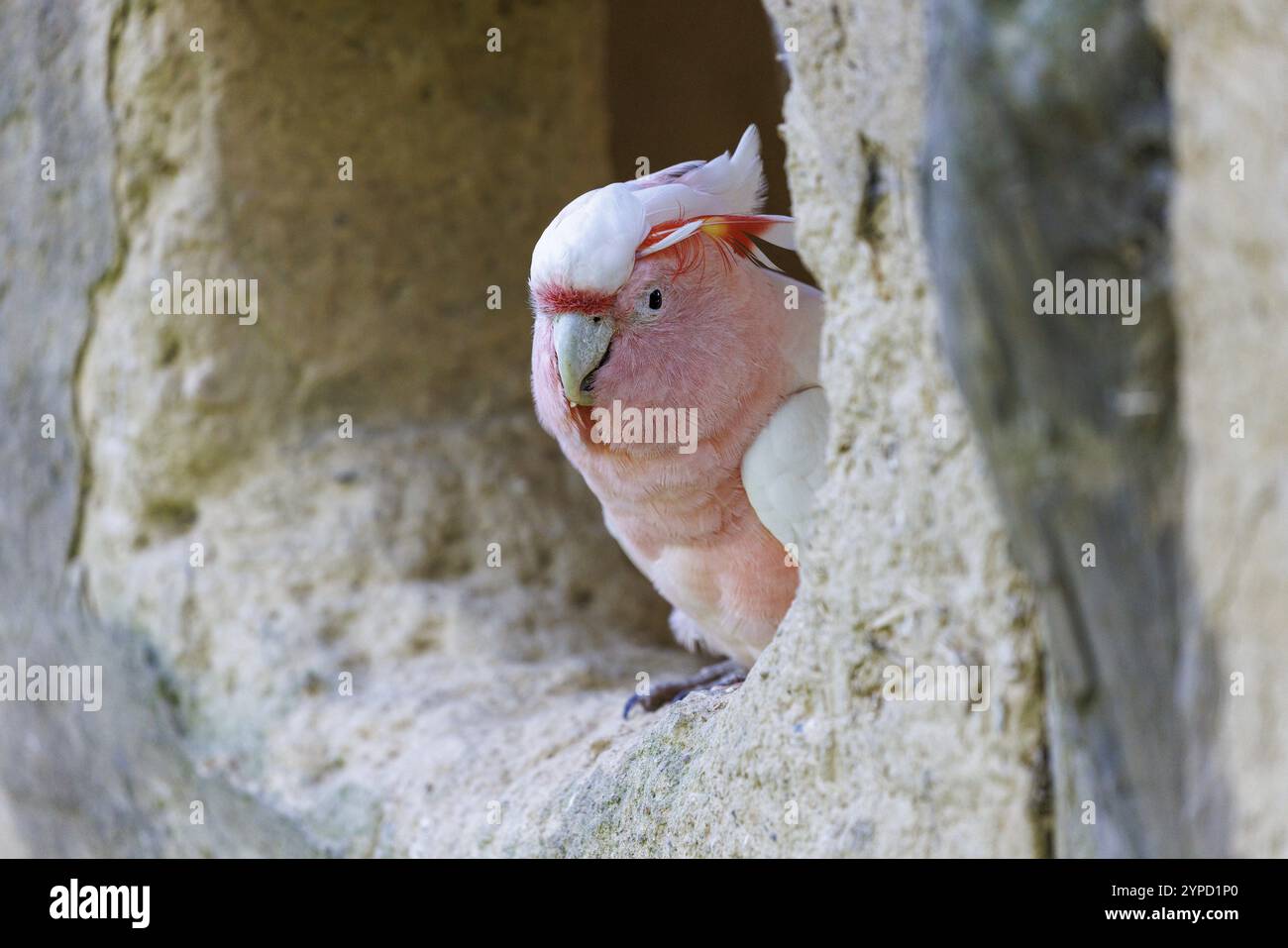 Inca cockatoo (Cacatua leadbeateri), Germany, Europe Stock Photo - Alamy