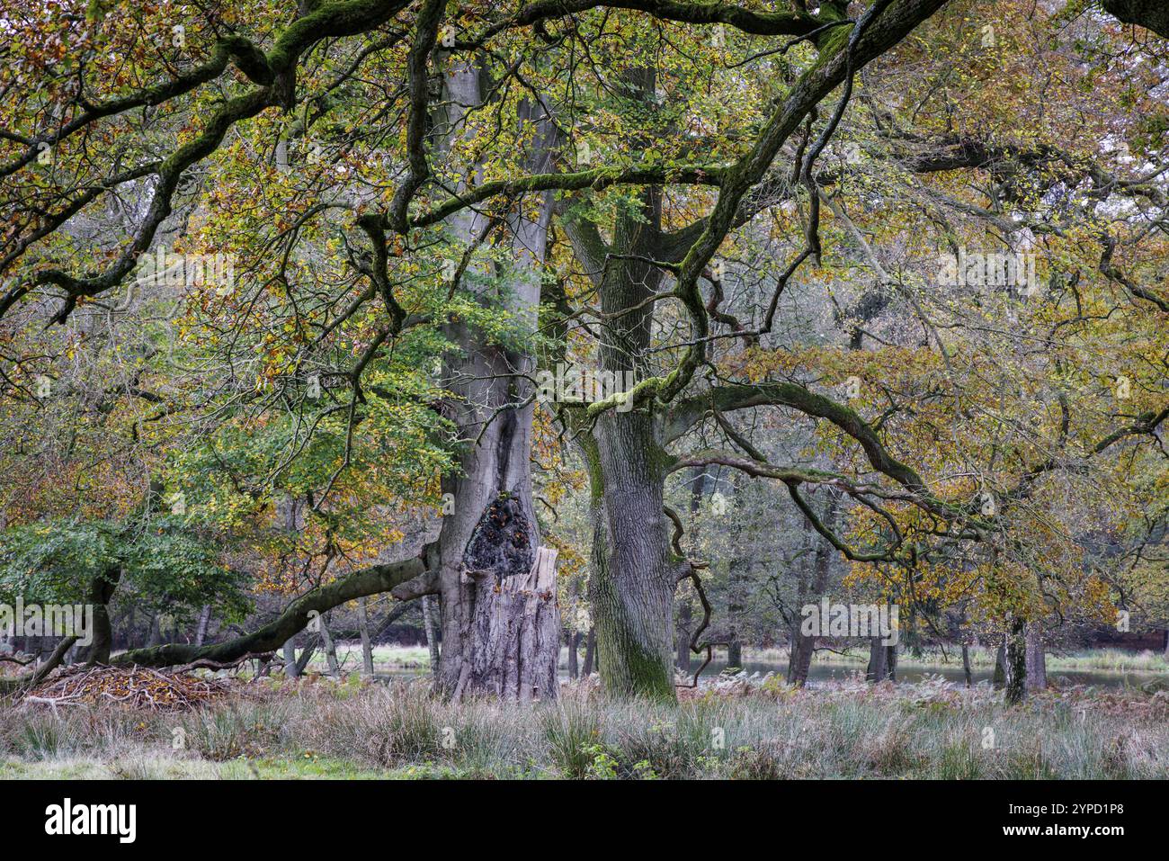 Old beeches and oaks, Duelmen nature park Park, Germany, Europe Stock ...