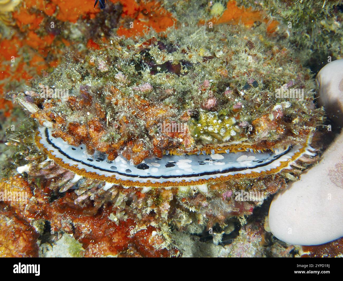 Well camouflaged large variable spiny oyster (Spondylus varius), dive ...