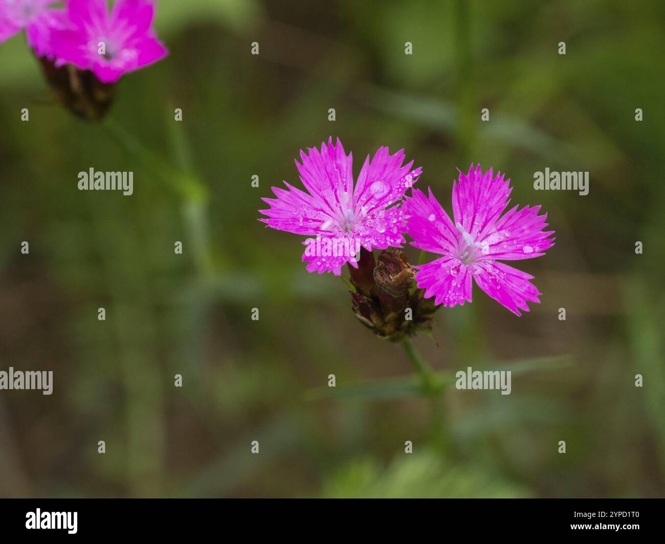 Carthusian Pink wild carnation (Dianthus carthusianorum) flowers ...