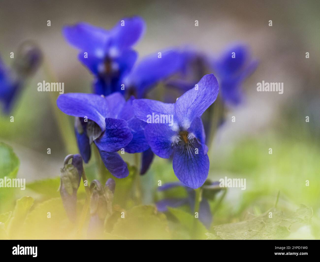 Common Dog Violet (Viola riviniana) plants flowering in the spring ...