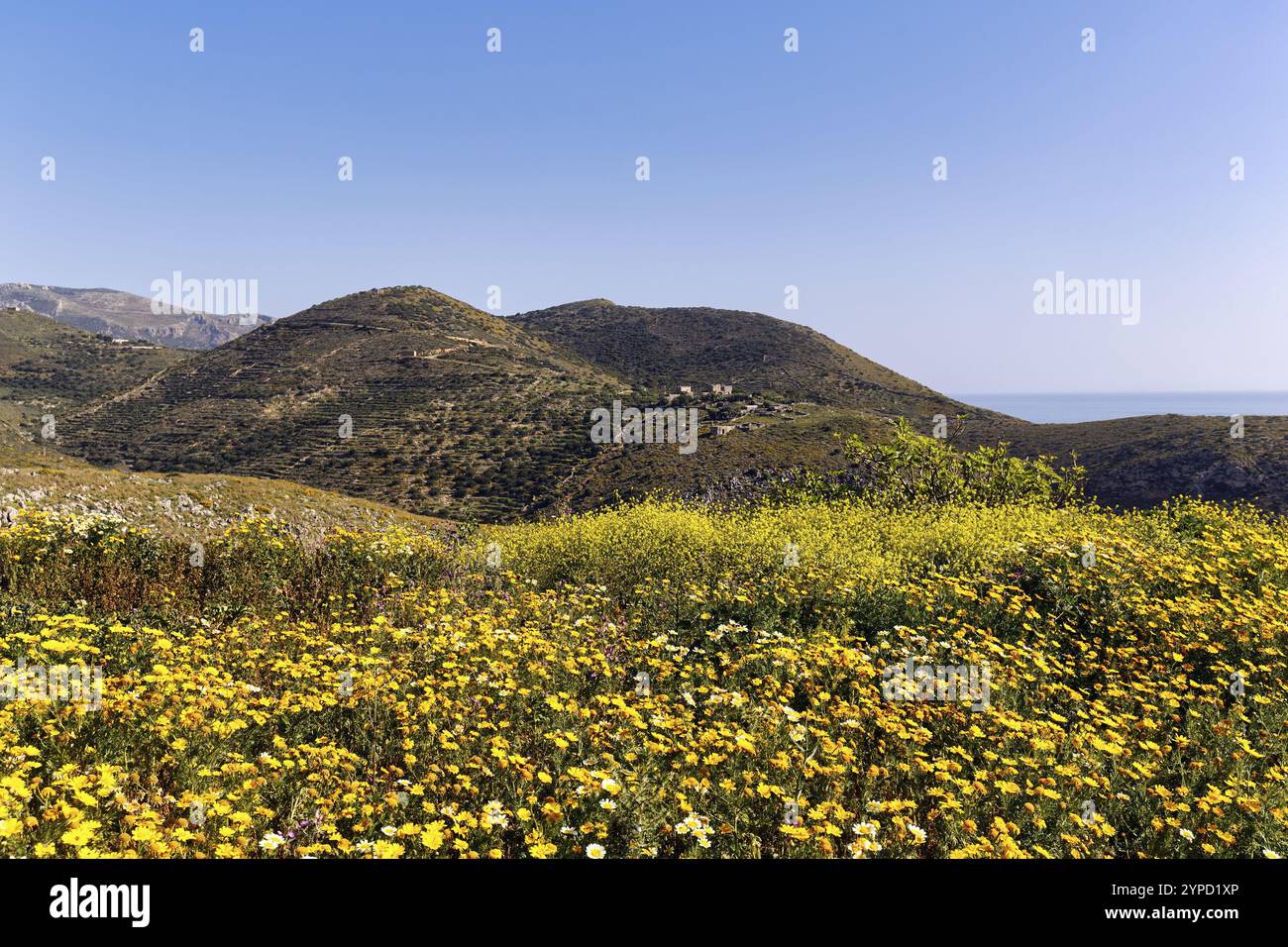 Yellow sea of flowers and barren hills in spring, dyer's chamomile at ...