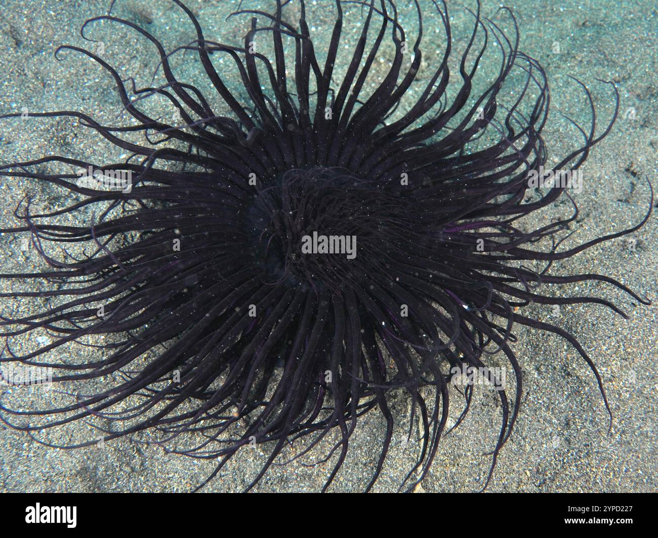 Long-limbed black cylindrical rose arranged radially on sandy bottom ...