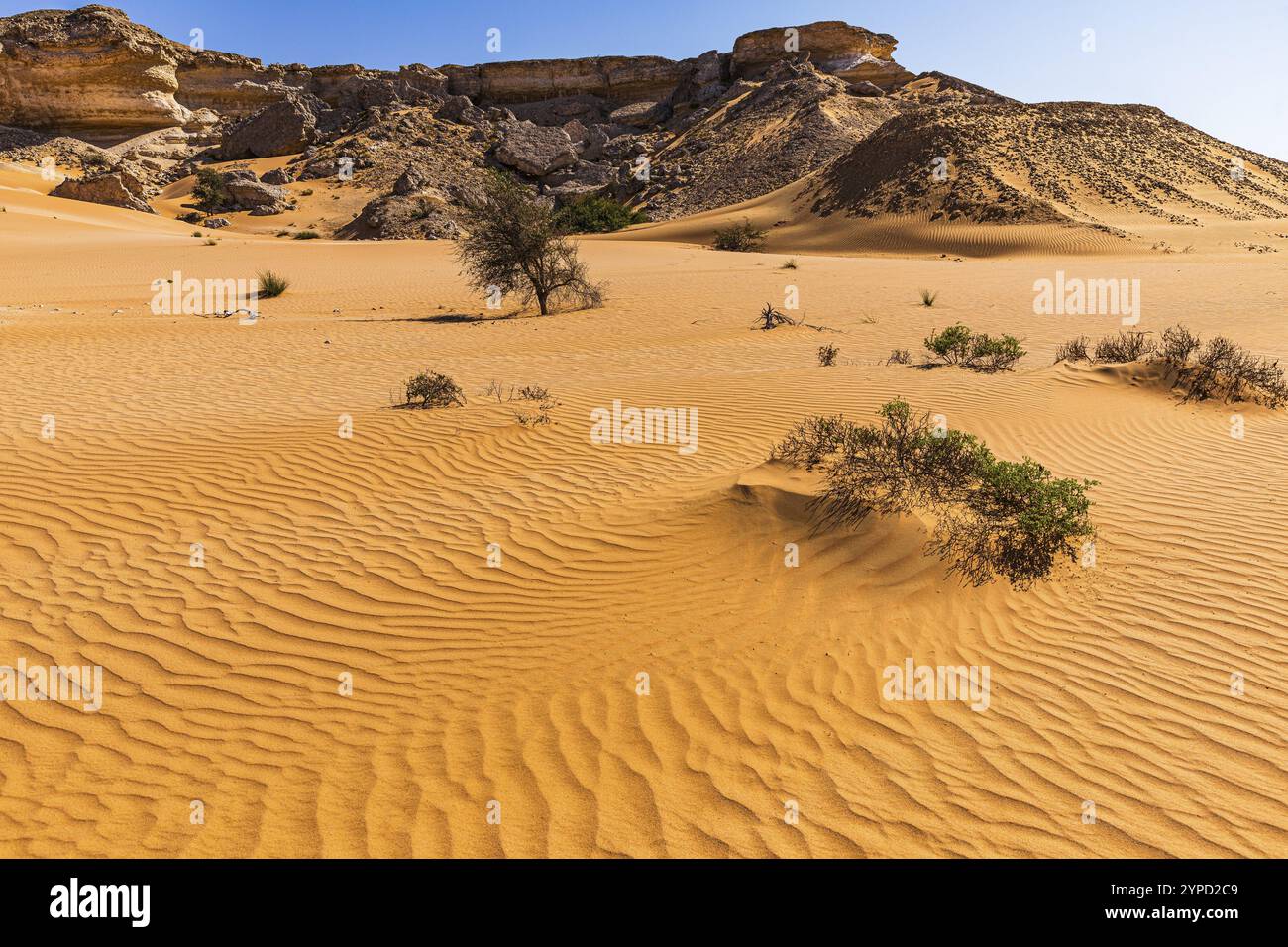 Striking rocks surrounded by windswept sand structures, sparse ...