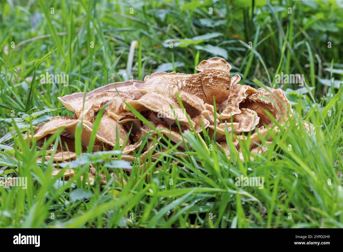 Giant mushroom (Meripilus giganteus), Germany, Europe Stock Photo - Alamy