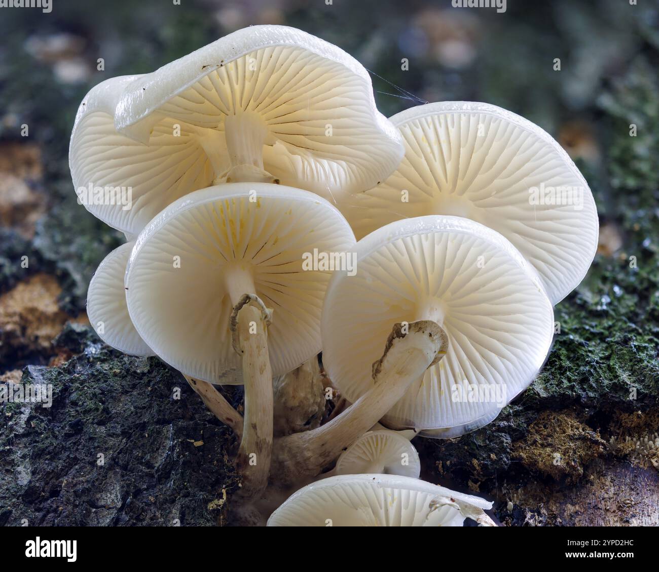 Beech slime beetle hi-res stock photography and images - Alamy