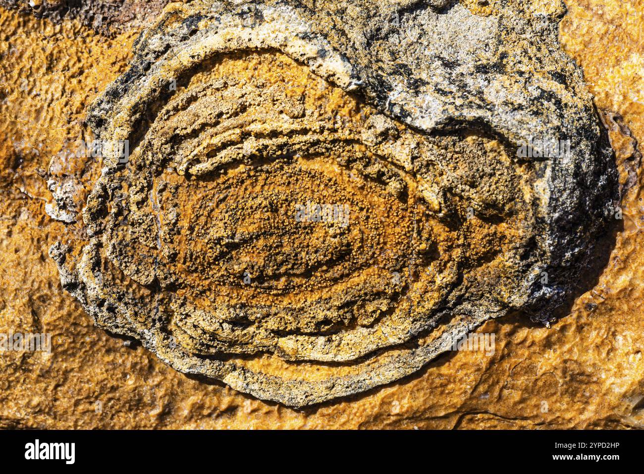 Rudist, fossilised sea shell, Huqf stone desert, Arabian Peninsula ...