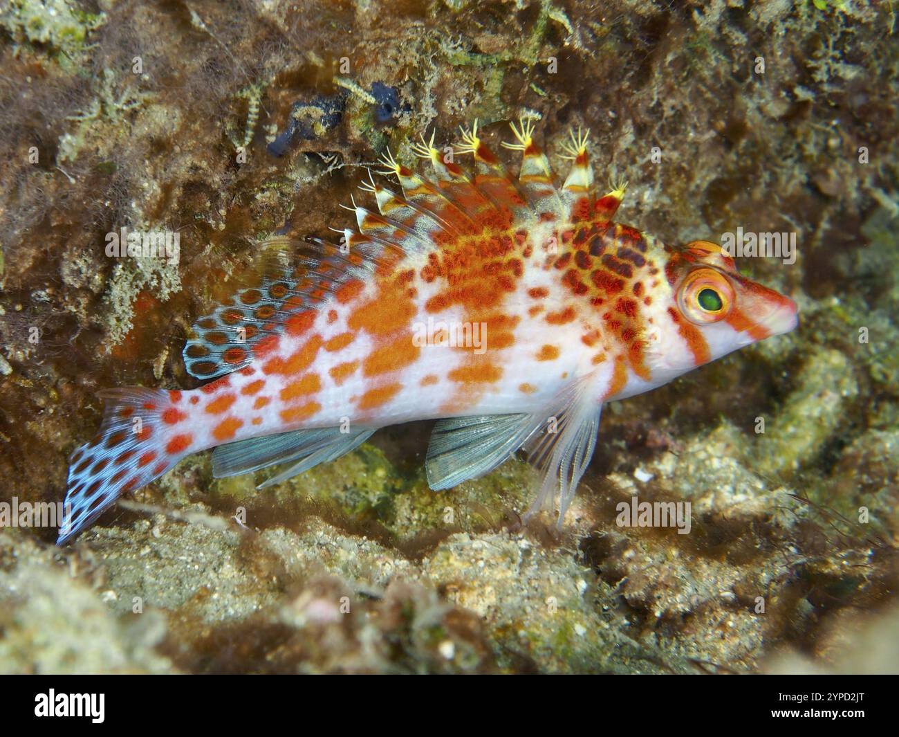 Coral hawkfish (Cirrhitichthys falco), orange-red fish with bushy crest ...