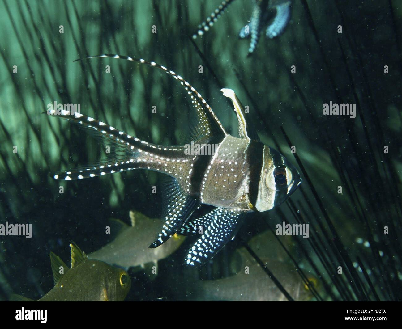 A black and white spotted fish, Banggai cardinalfish (Pterapogon ...