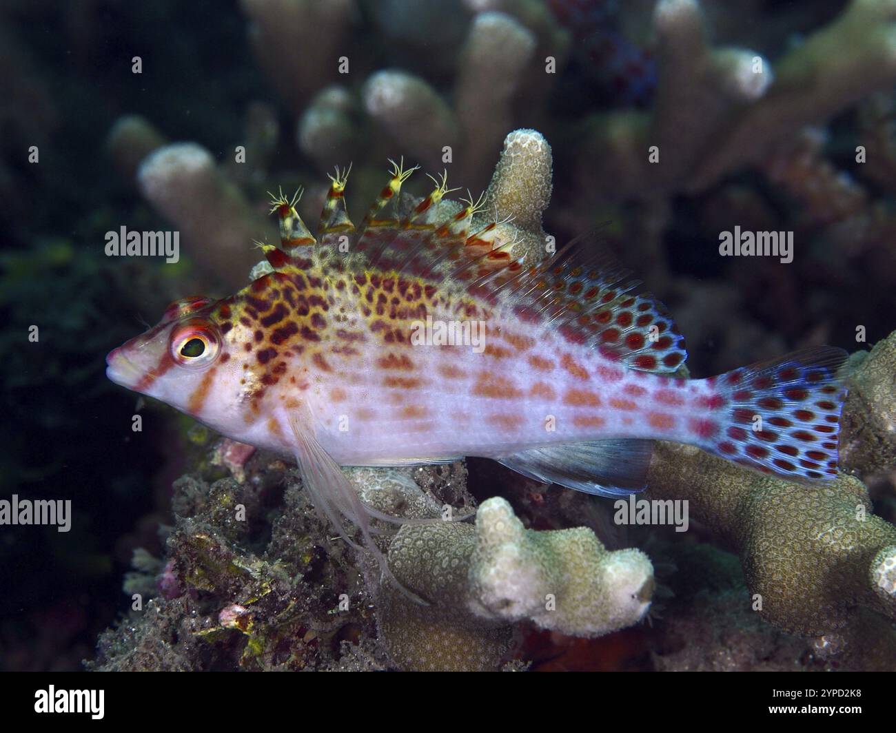 Dwarf hawkfish hi-res stock photography and images - Alamy