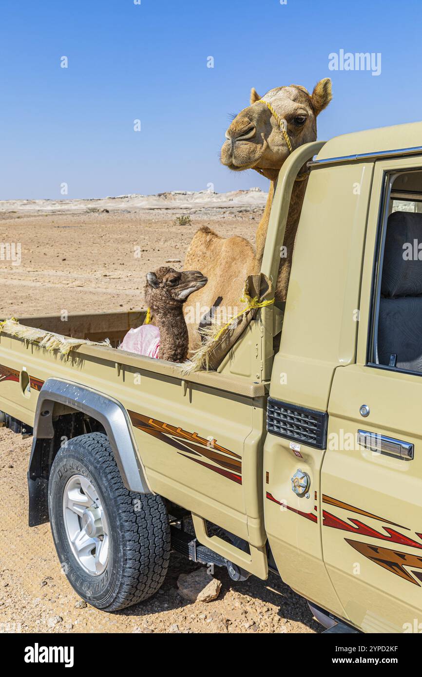 Camel (Camelidae) with young animal being transported on a Toyota ...