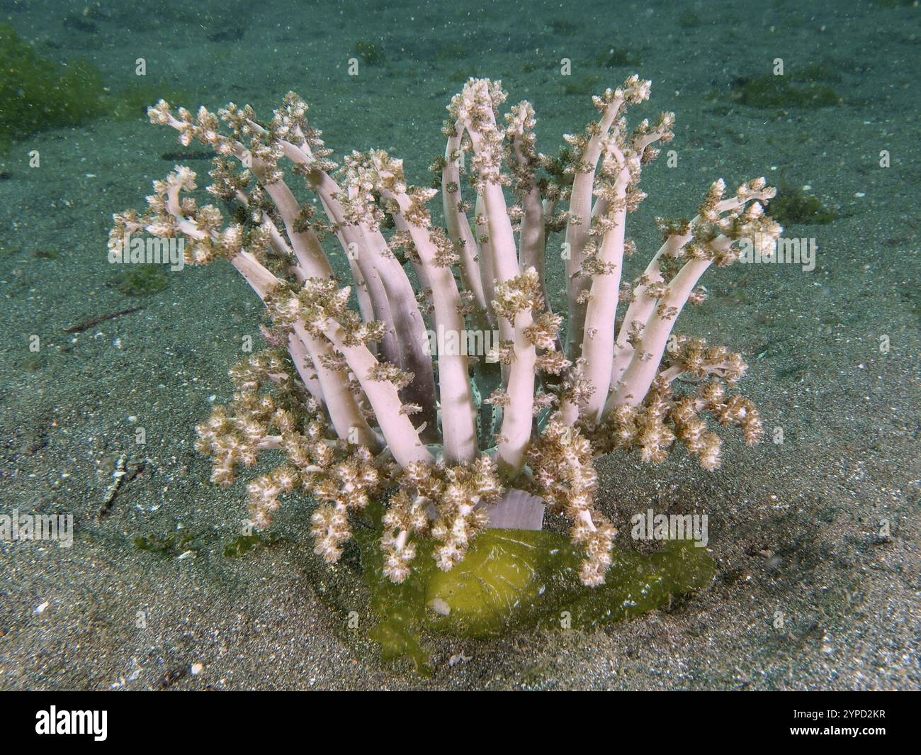 Beige-coloured tree anemone, hellfire (Actinodendron arboreum), sea ...