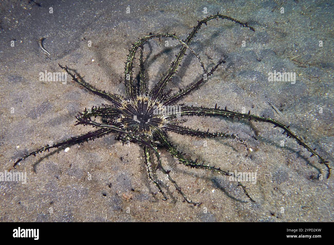 Sand anemone hi-res stock photography and images - Alamy