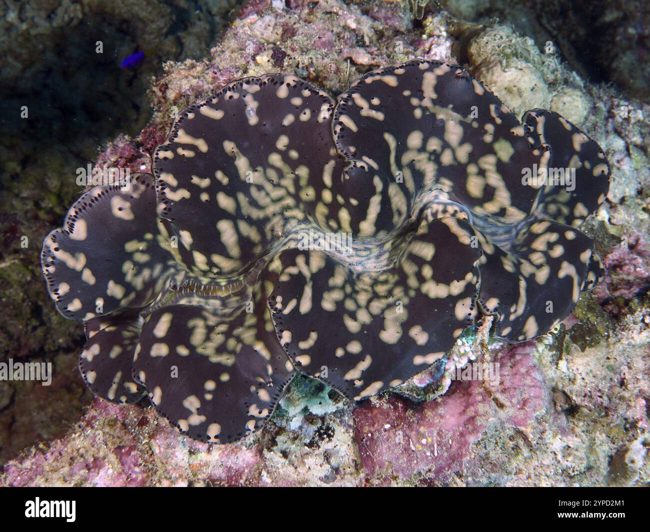 Giant black-beige clam, killer clam (Tridacna squamosa) with striking ...