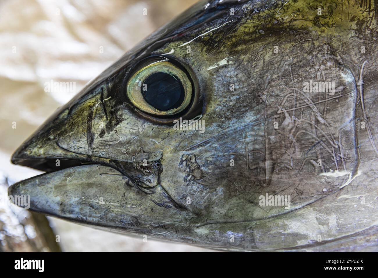 Fish on display at the fish market in Mutrah, Muscat, Arabian Peninsula ...
