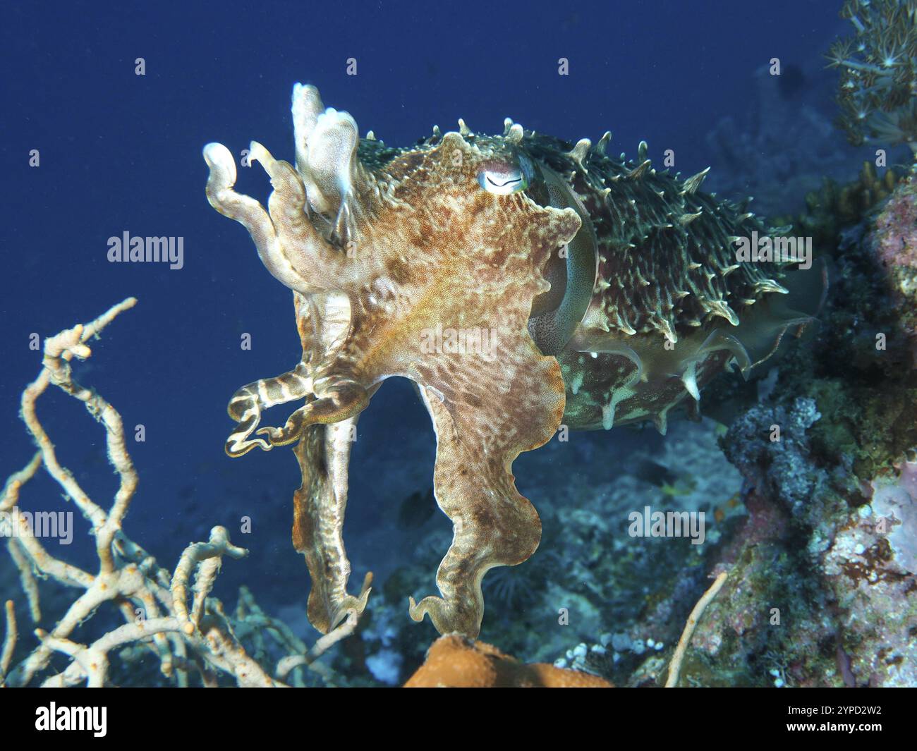 An octopus, broad-armed sepia (Sepia latimanus), swimming through a ...