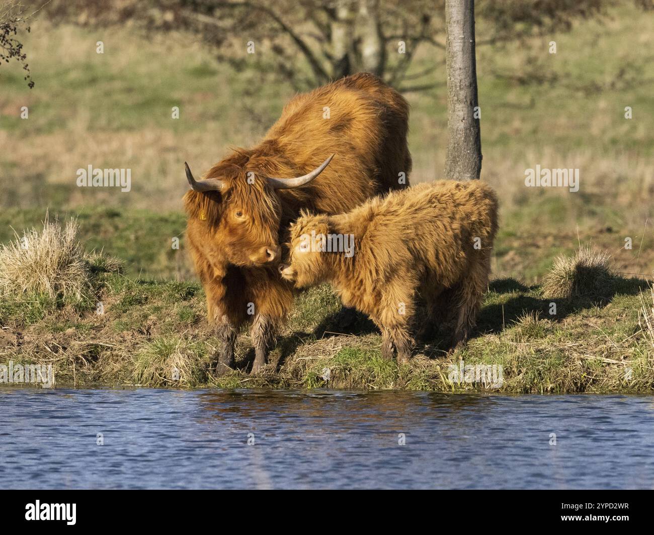 Scottich Highland Cow (Bos taurus), with Calf, mother cow nuzzling calf ...