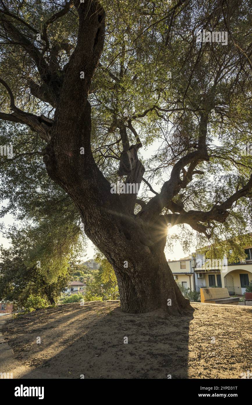 Ancient olive tree, Santa Maria Navarrese, Gulf of Orosei National Park ...