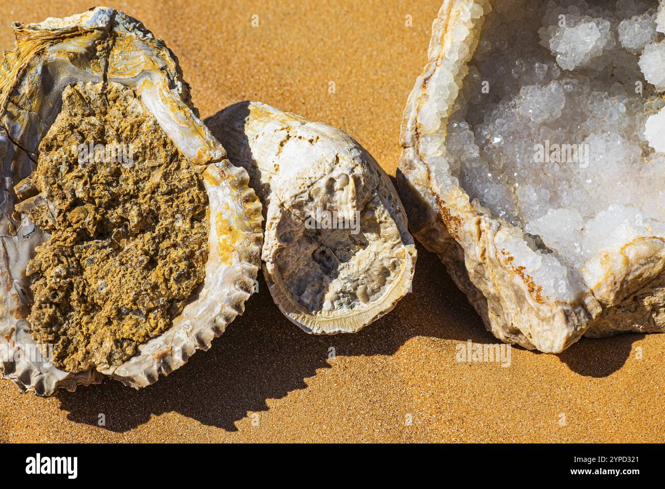 Rudists, tubular fossilised sea shells, Huqf rocky desert, Arabian ...