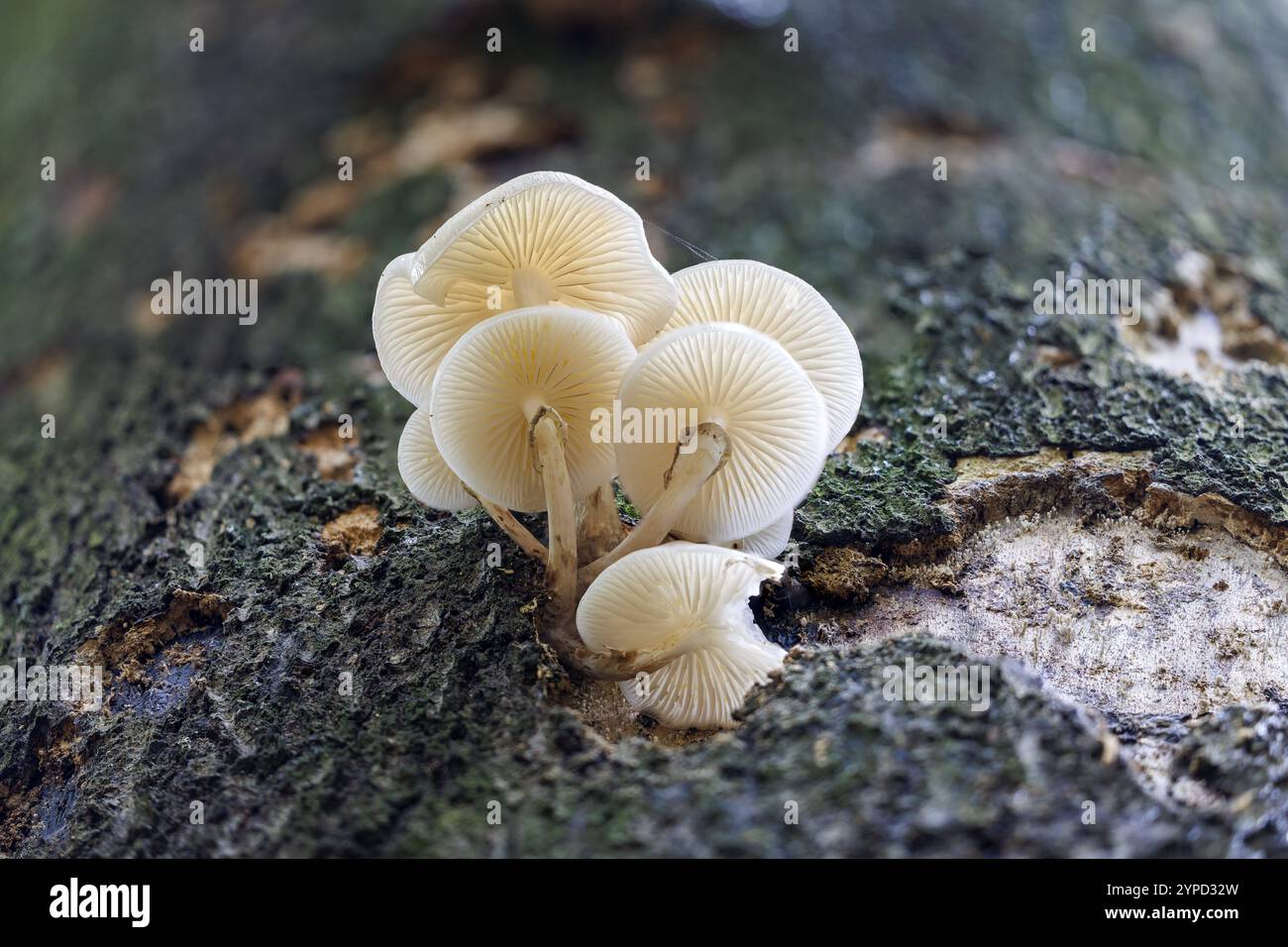 Beech slime beetle hi-res stock photography and images - Alamy