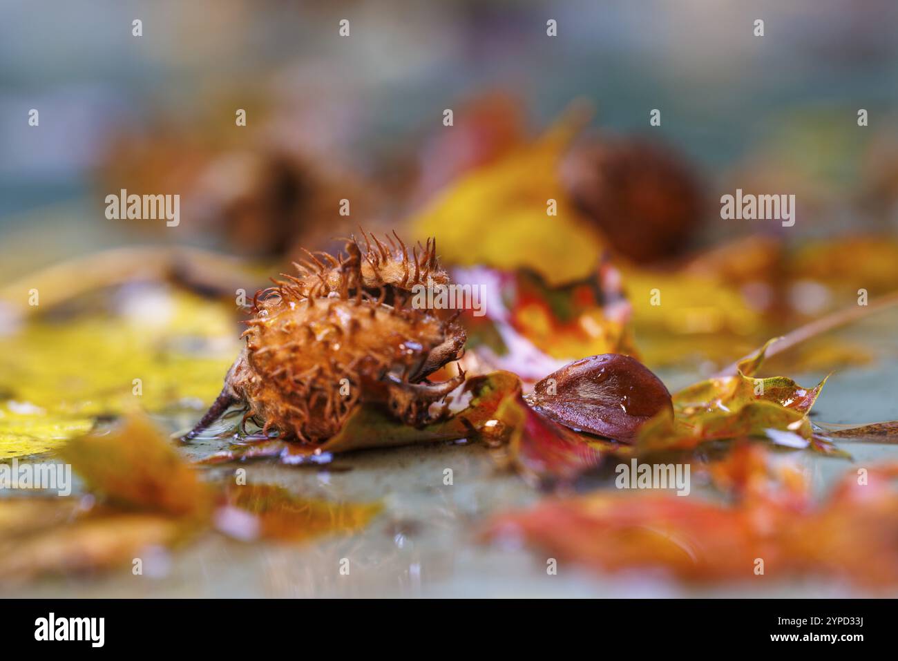 Beech nuts Fruits of the copper beech (Fagus sylvatica), Germany ...