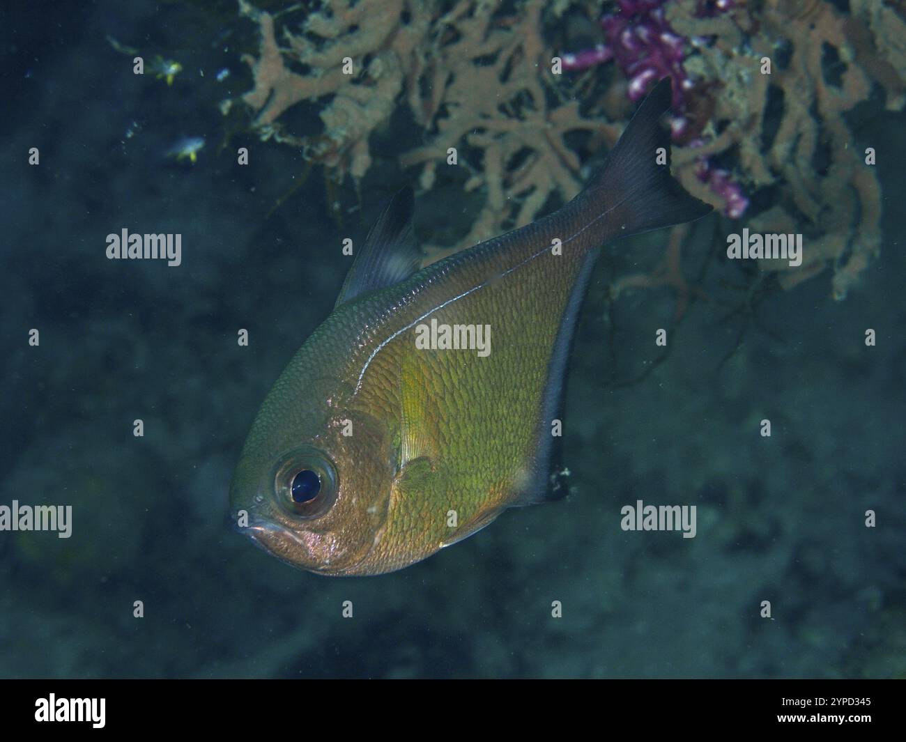 Shady environments hi-res stock photography and images - Alamy