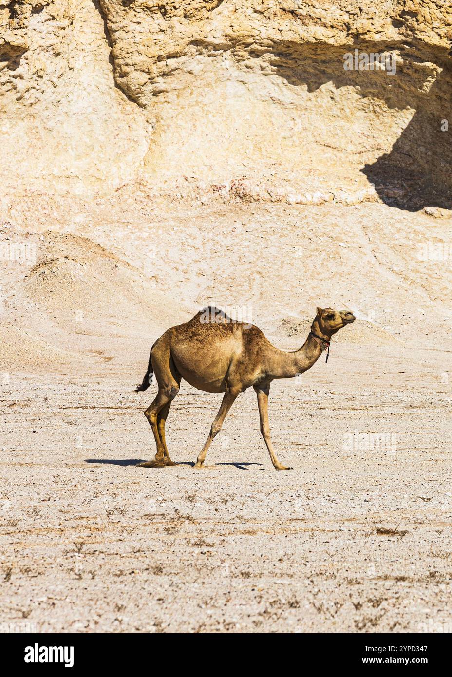 Lone camel (Camelidae) in the Huqf stone desert, Arabian Peninsula ...