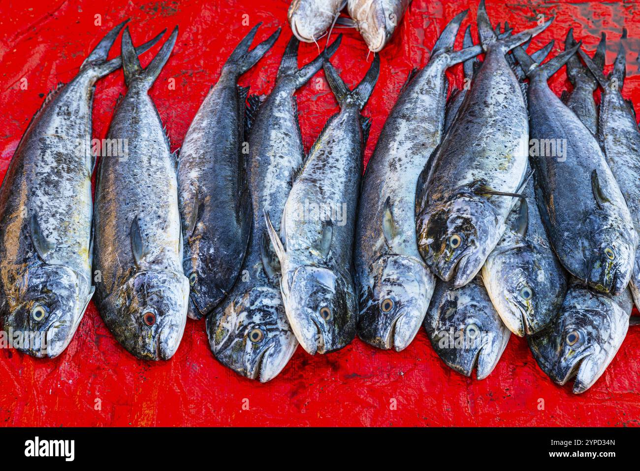 Fish on sale at the weekly market market in Bahla, Bahla city, Arabian ...