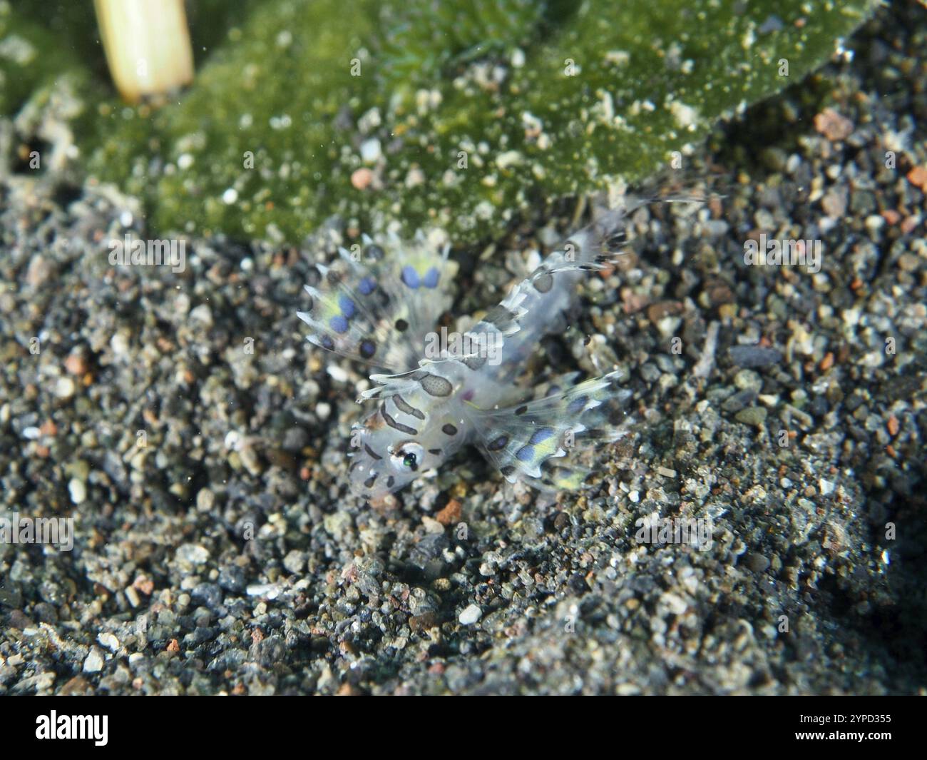 Zebra dwarf lionfish hi-res stock photography and images - Alamy