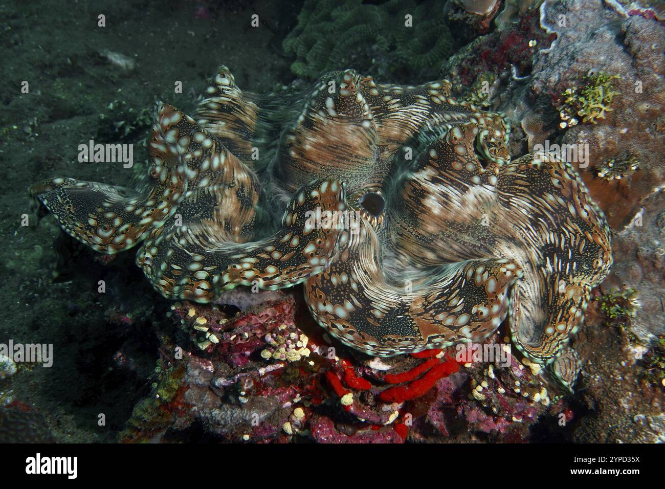 Detailed giant clam, Tridacna squamosa with brown-white texture ...