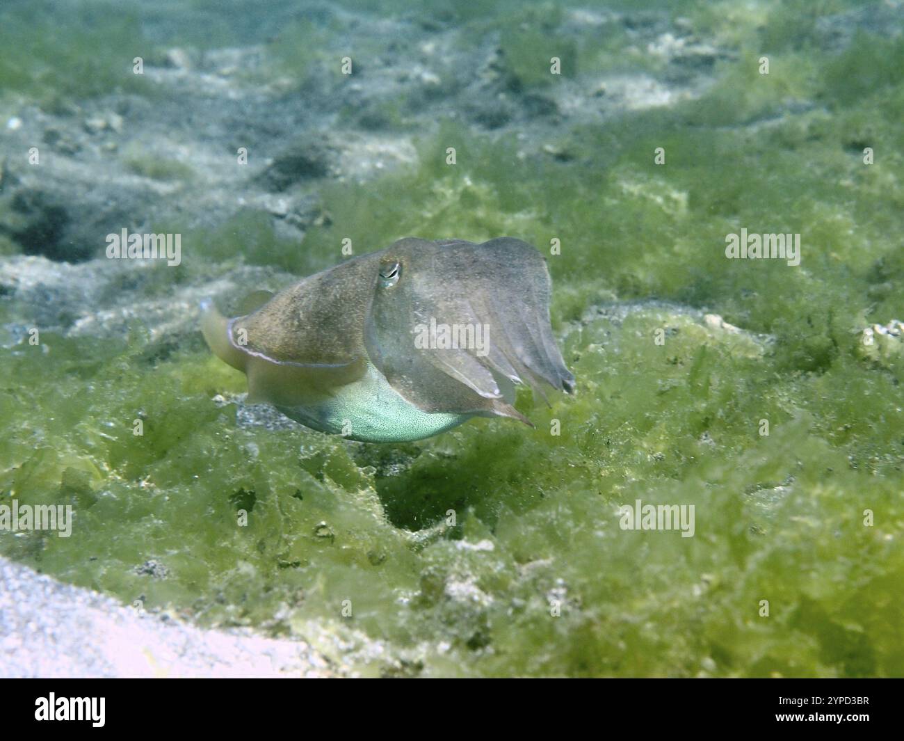 An octopus, common cuttlefish (Acanthosepion aculeatum), hovering over ...