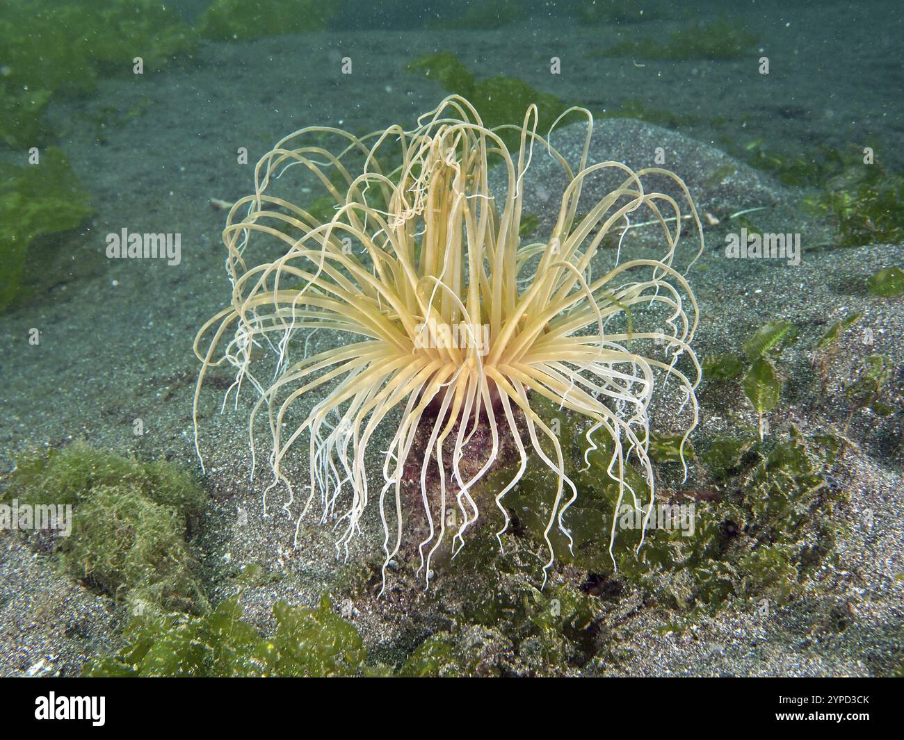 Filigree cylinder rose (Cerianthus filiformis) with long tentacles on ...