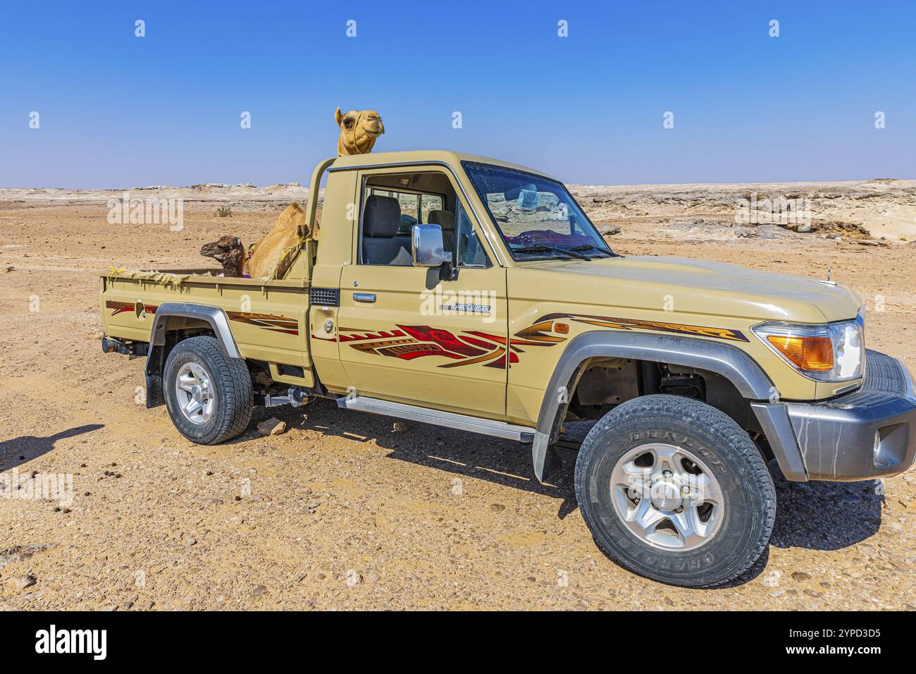 Camel (Camelidae) with young animal being transported on a Toyota ...