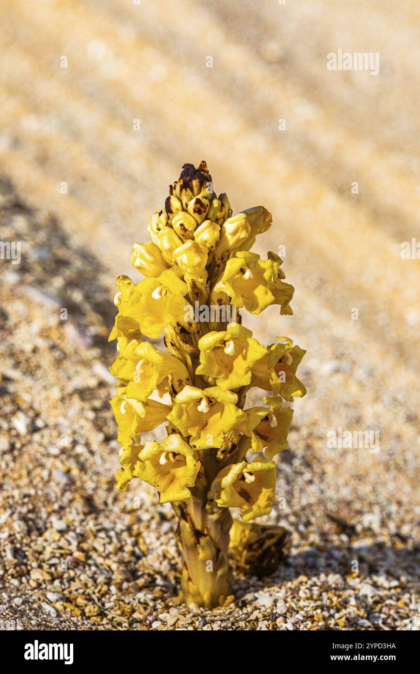 Pale yellow summer orchid (Orobanche flava), blooms in the Huqf rocky ...