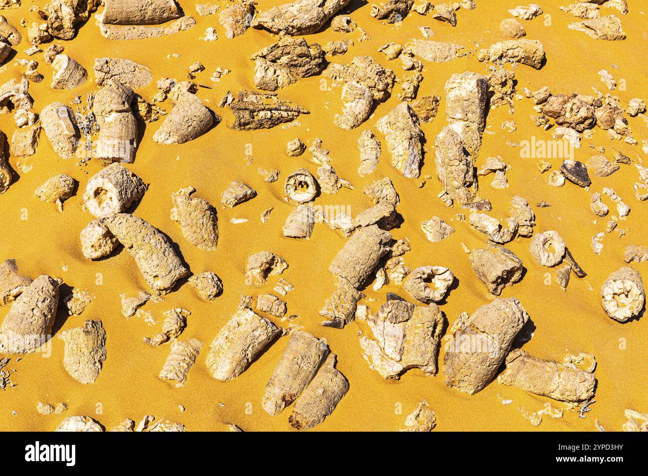 Tubular shells hi-res stock photography and images - Alamy