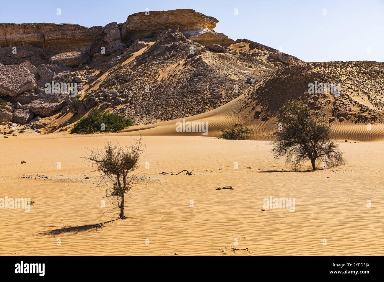 Striking rocks surrounded by windswept sand structures, sparse ...