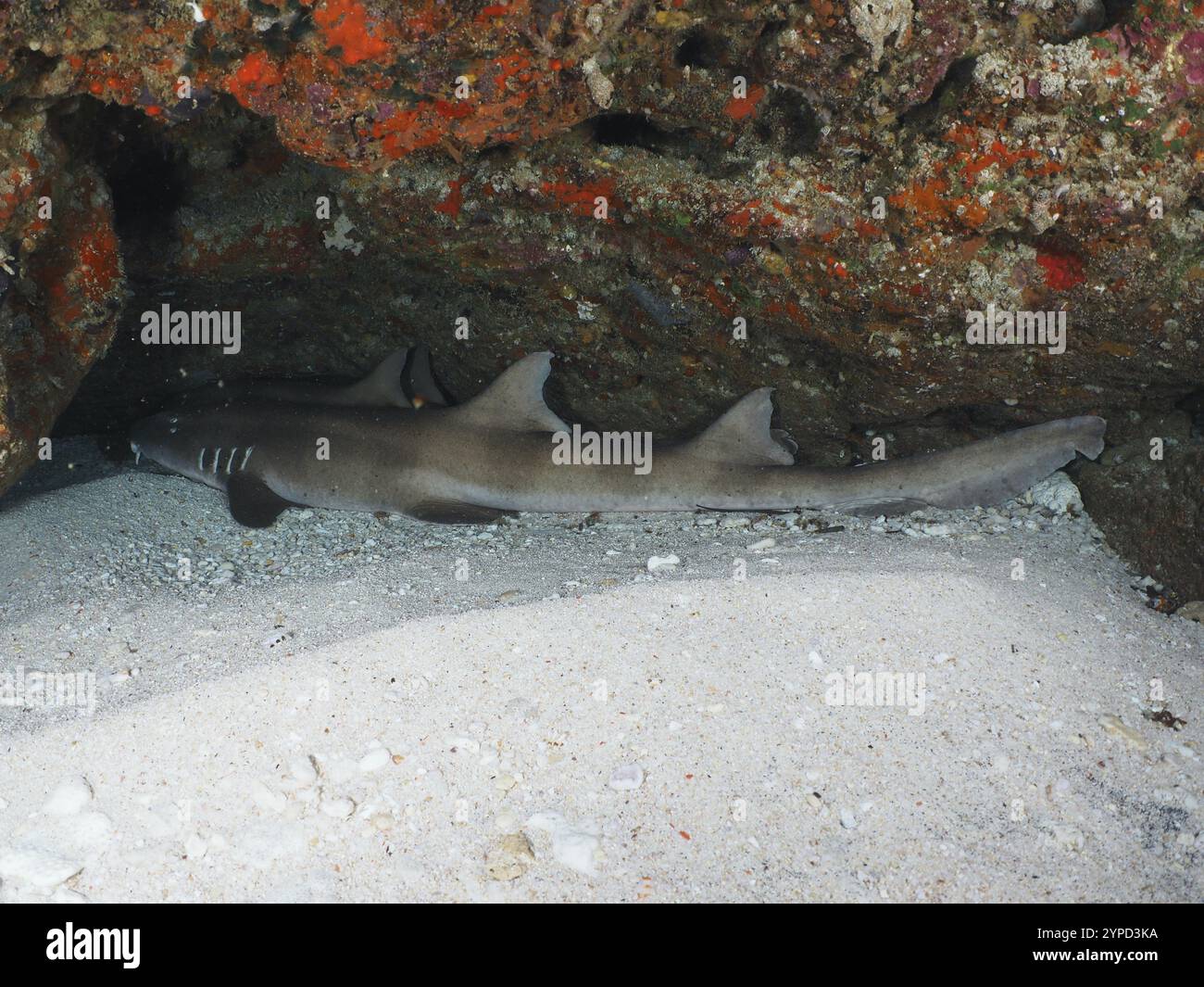 A Brownbanded bamboo shark (Chiloscyllium punctatum) resting under a ...