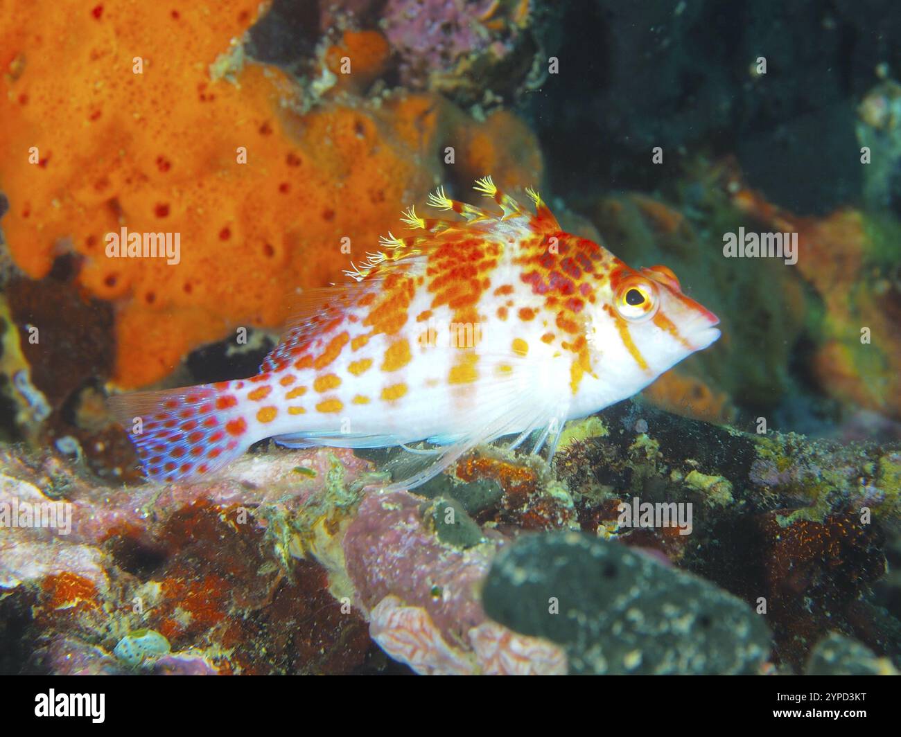 A brightly coloured fish, Dwarf Hawkfish (Cirrhitichthys falco), stands ...