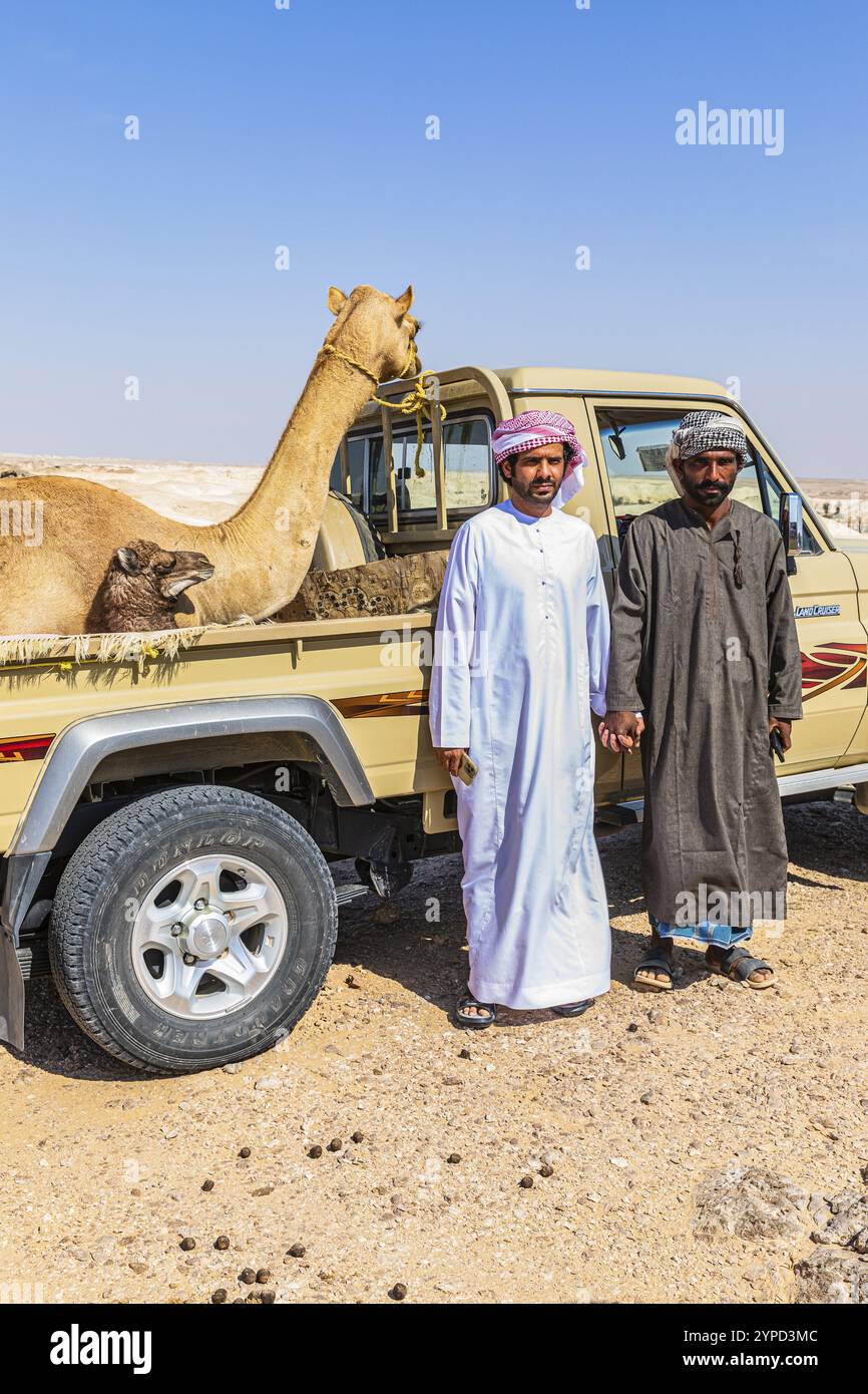 Camel (Camelidae) with young animal being transported on a Toyota ...